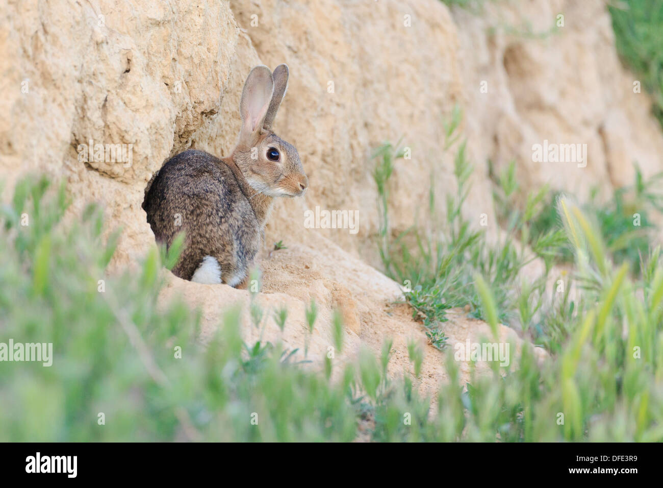 Outdoor outdoors plains prairie prairies rabbit rabbits hi-res stock ...