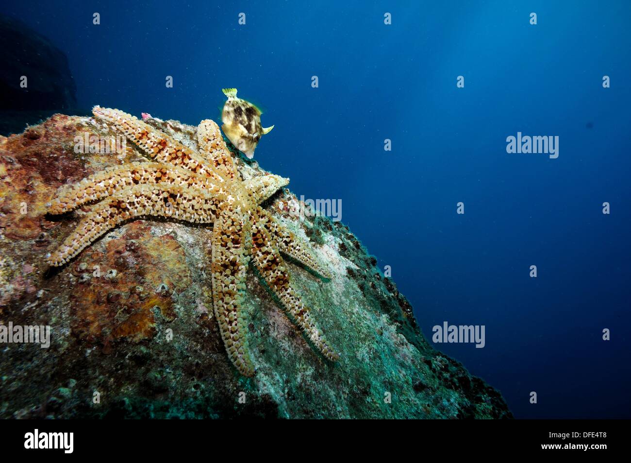 Star of sun hi-res stock photography and images - Alamy