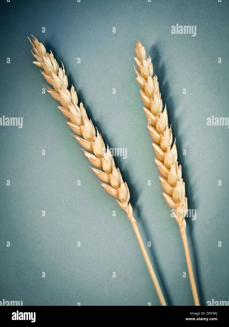 Two ears hi-res stock photography and images - Alamy