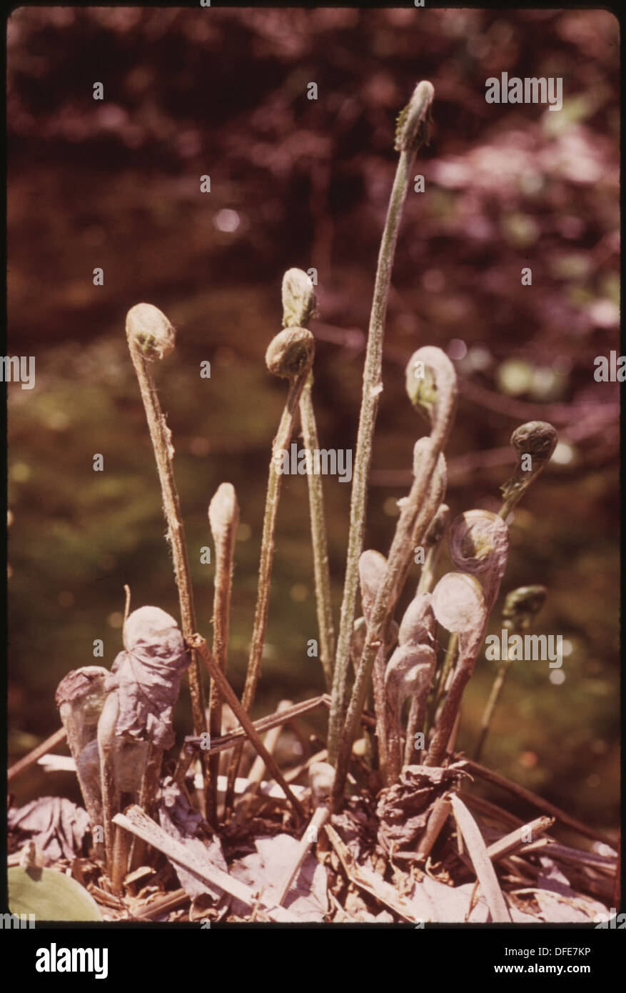 Fiddleheads of ferns in the Adirondack Forest Preserve capture a moment ...