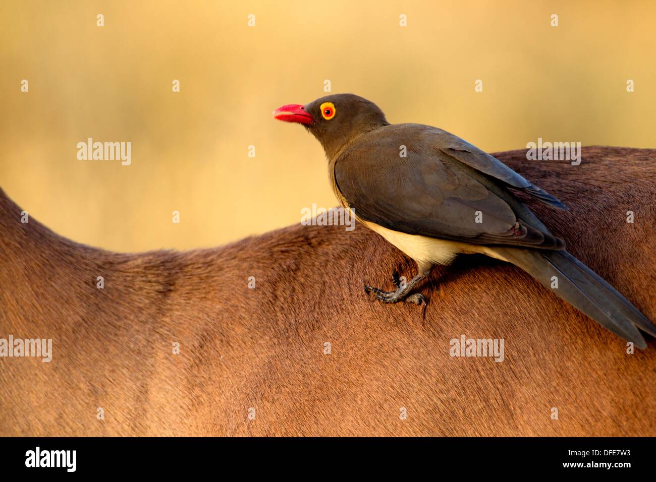 Red billed oxpecker eating hi-res stock photography and images - Alamy