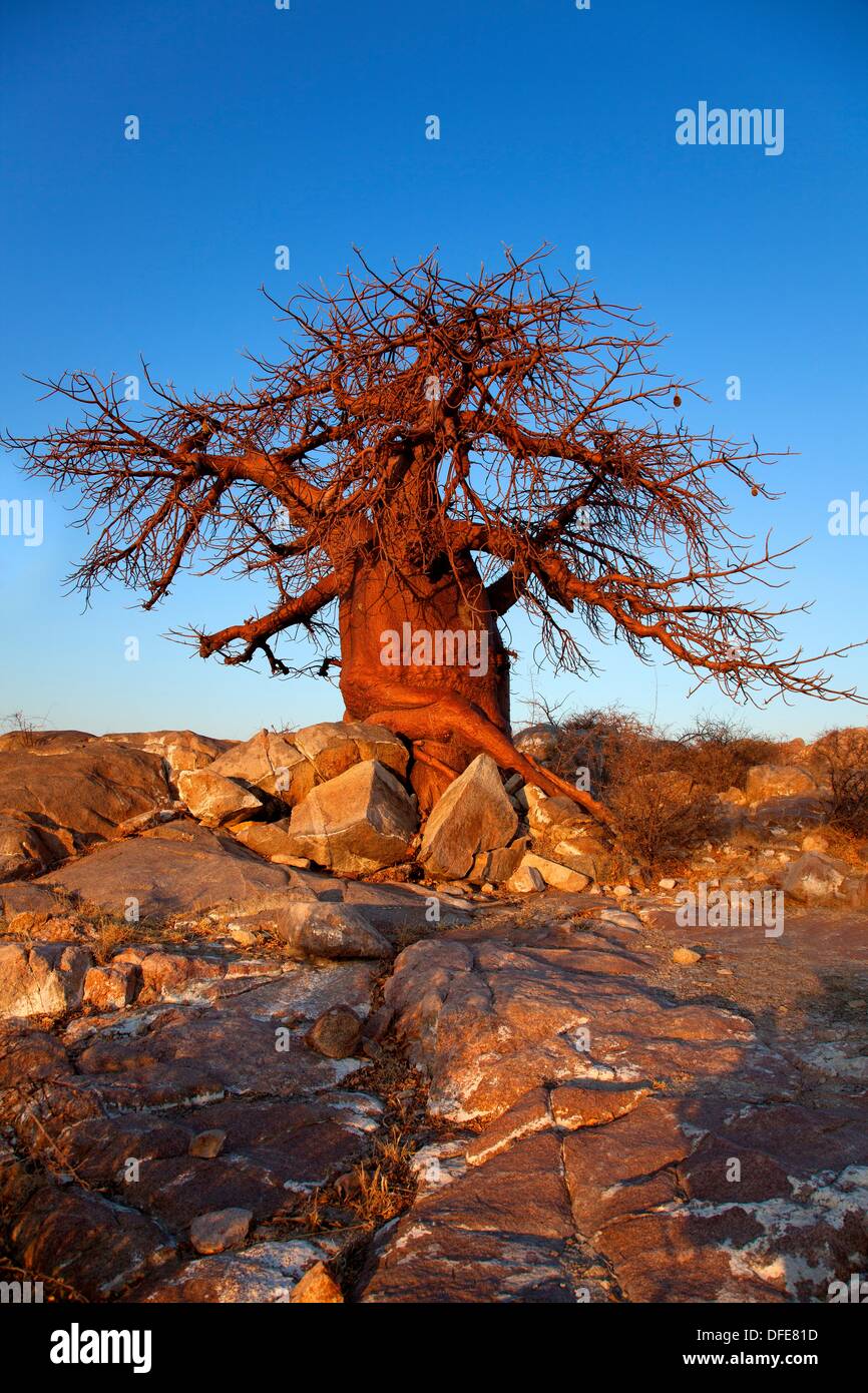 Tree kubu island makgadikgadi hi-res stock photography and images - Alamy