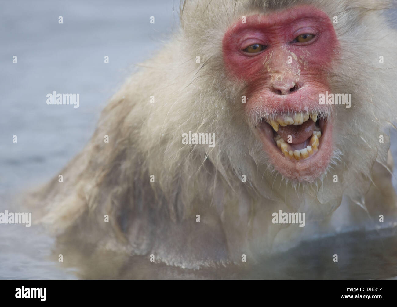 Angry japanese macaque macaca fuscata hi-res stock photography and ...