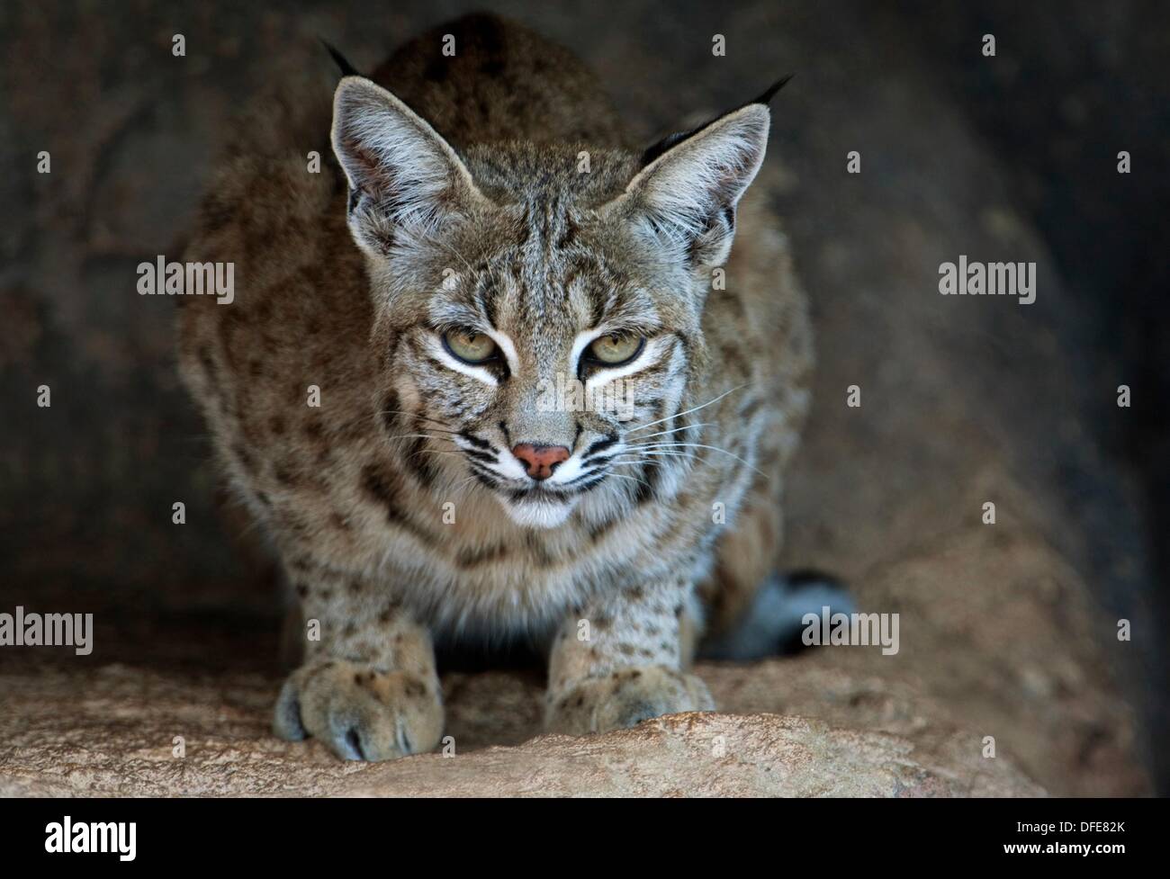 Lynx museum hi-res stock photography and images - Alamy