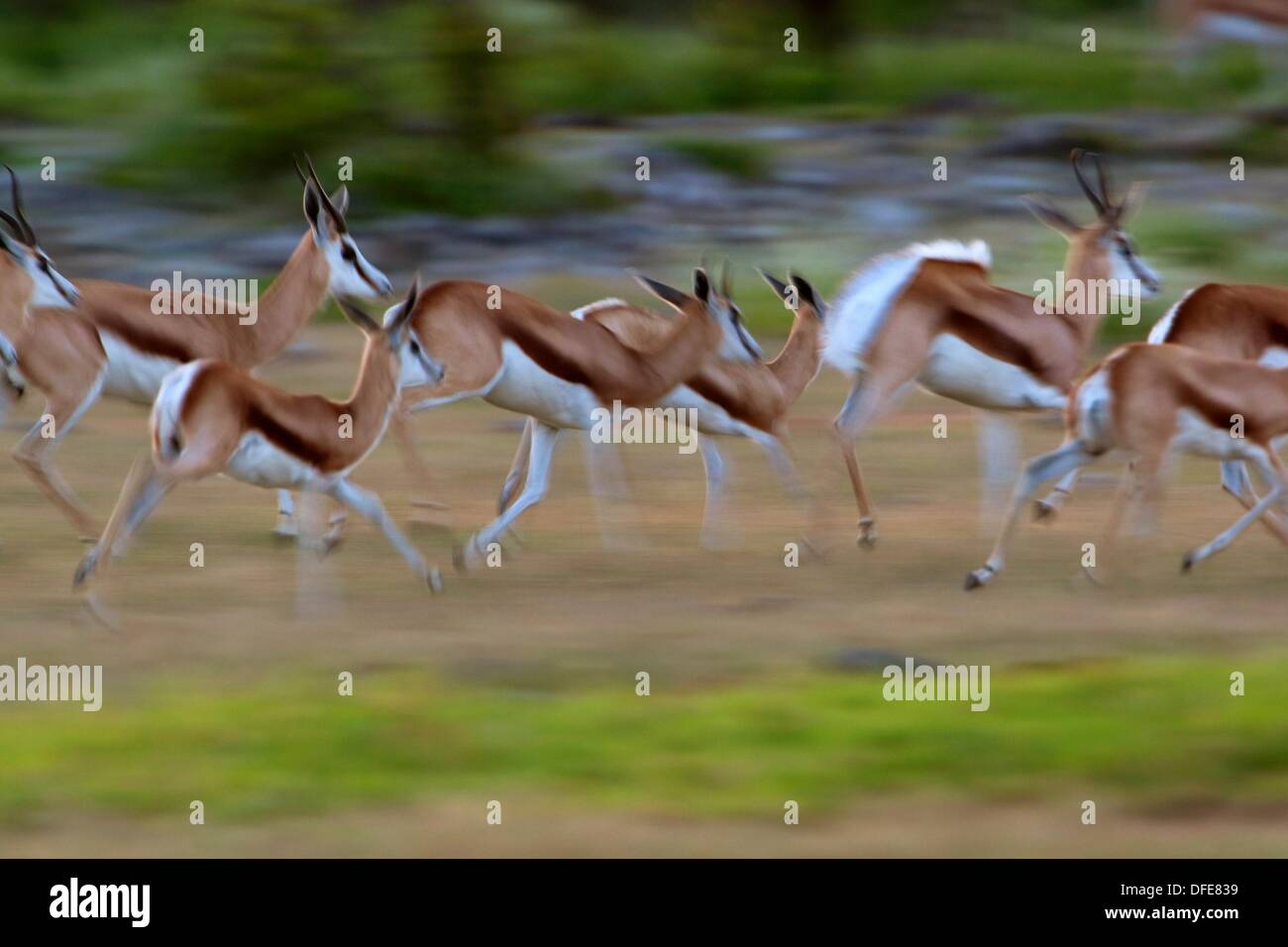 Springbok Group Running High Resolution Stock Photography and Images ...