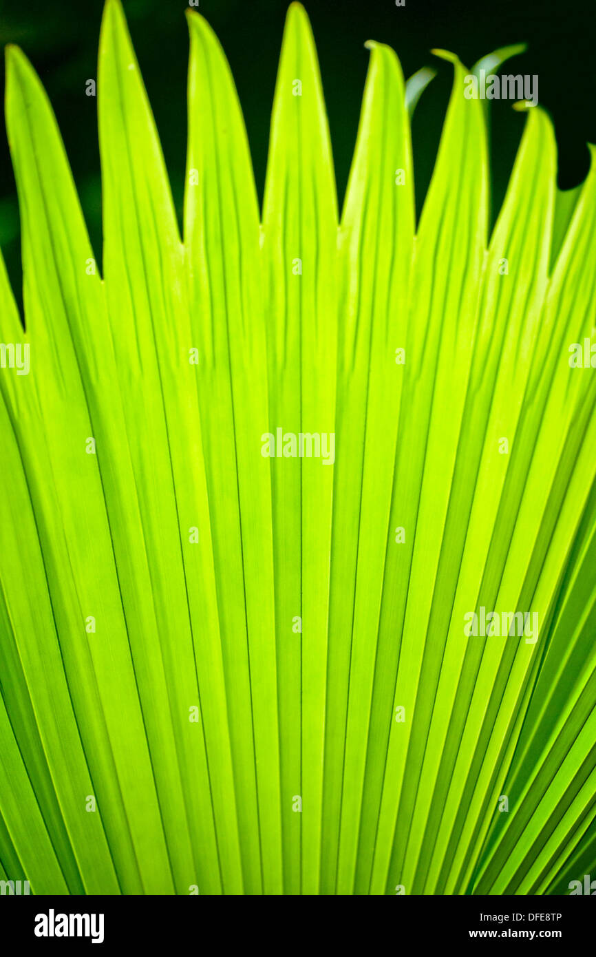 Palm leaf detail hi-res stock photography and images - Alamy