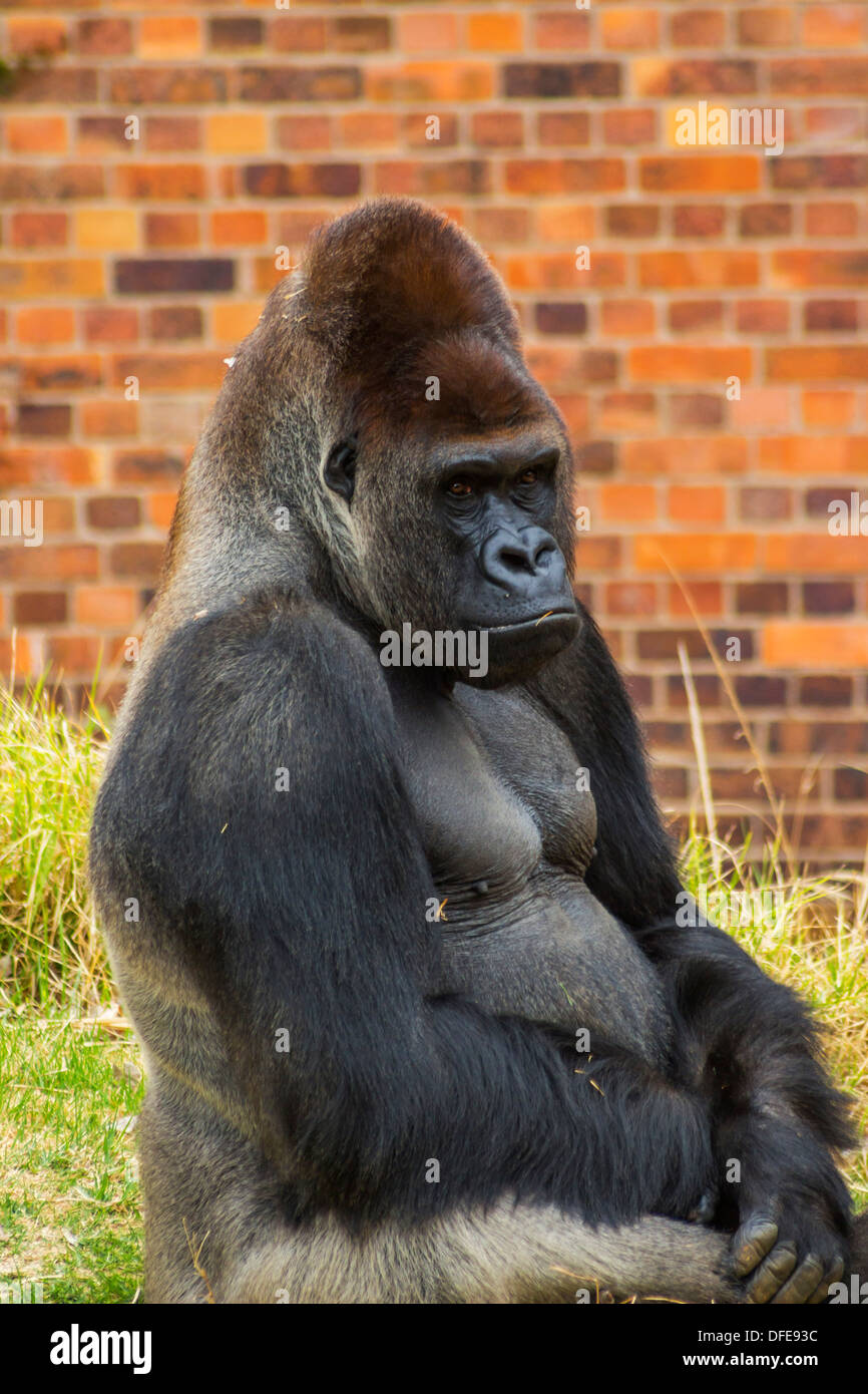 Gorilla Sitting Stock Photos & Gorilla Sitting Stock Images - Alamy