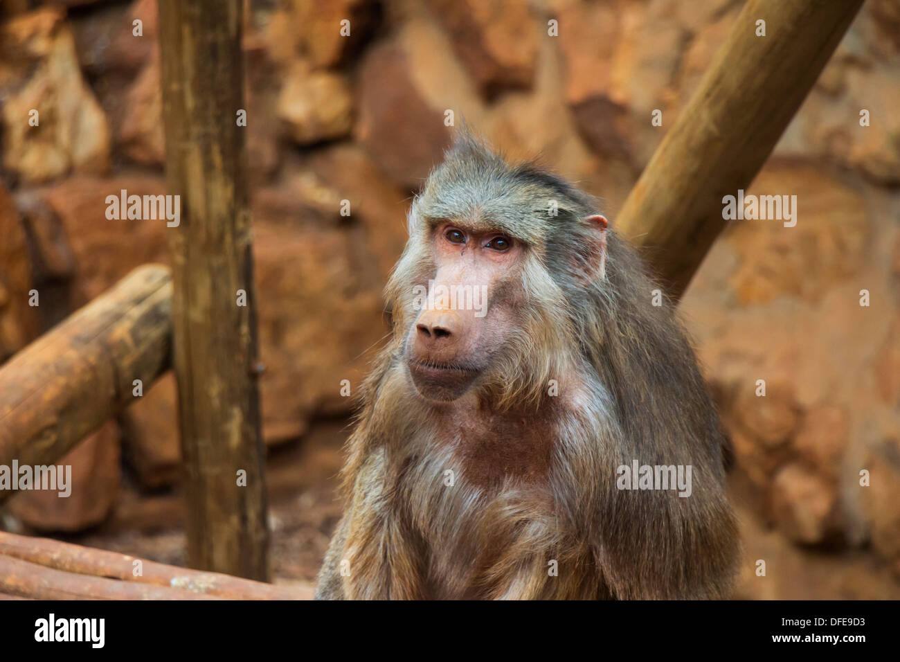 Hamadrya hi-res stock photography and images - Alamy