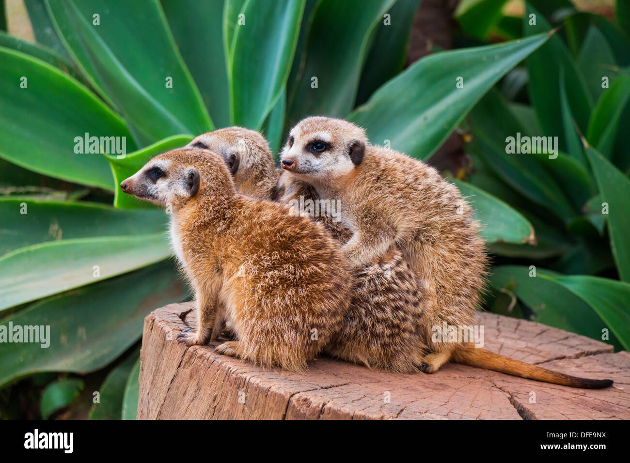 Group Of Meerkats High Resolution Stock Photography and Images - Alamy