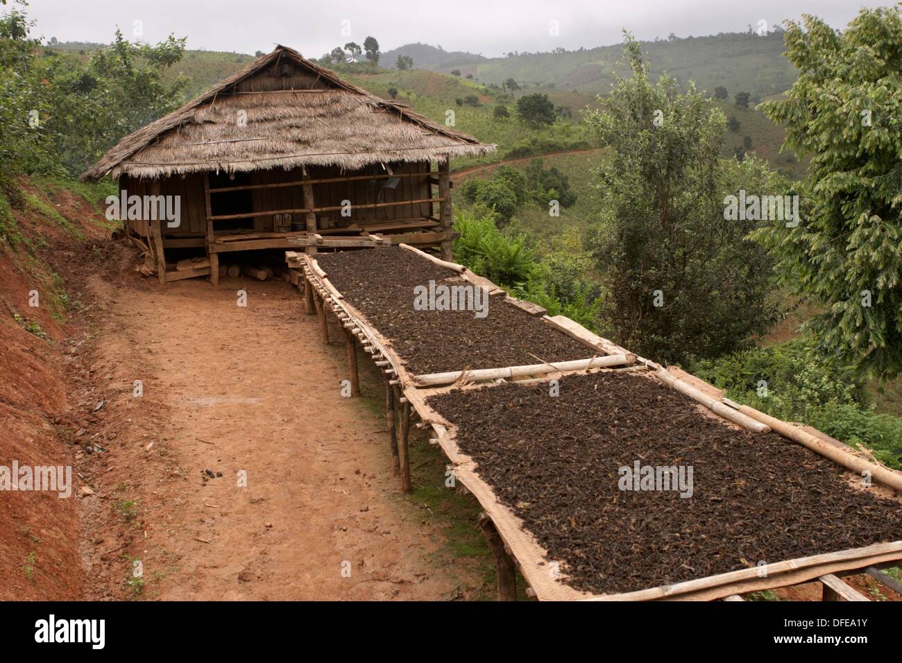 Burma tea house hi-res stock photography and images - Alamy