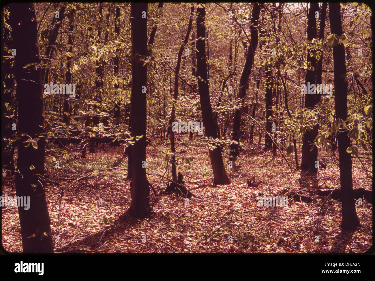 Historic beeches hi-res stock photography and images - Alamy