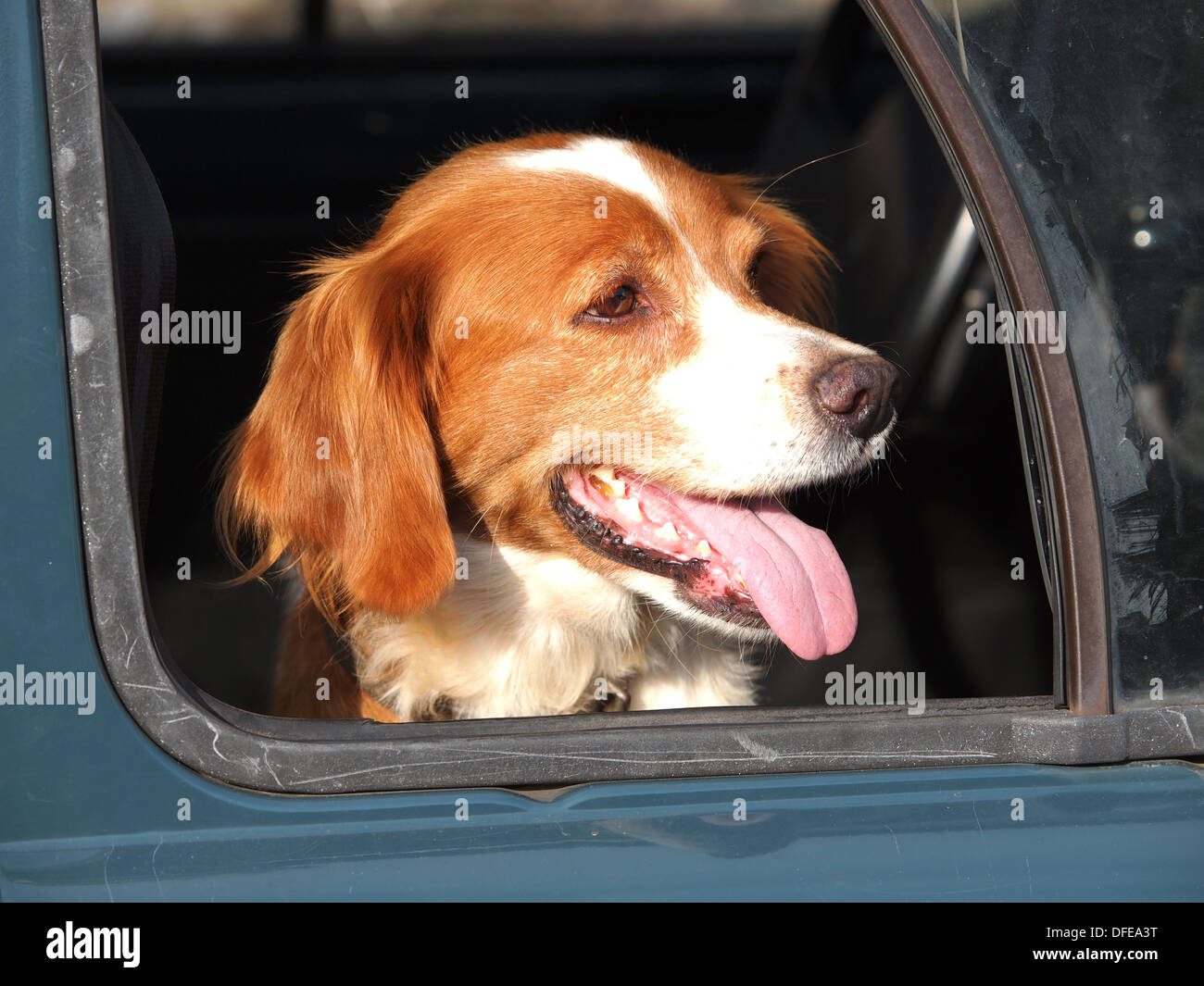 yellow dog looking from the car window Stock Photo - Alamy