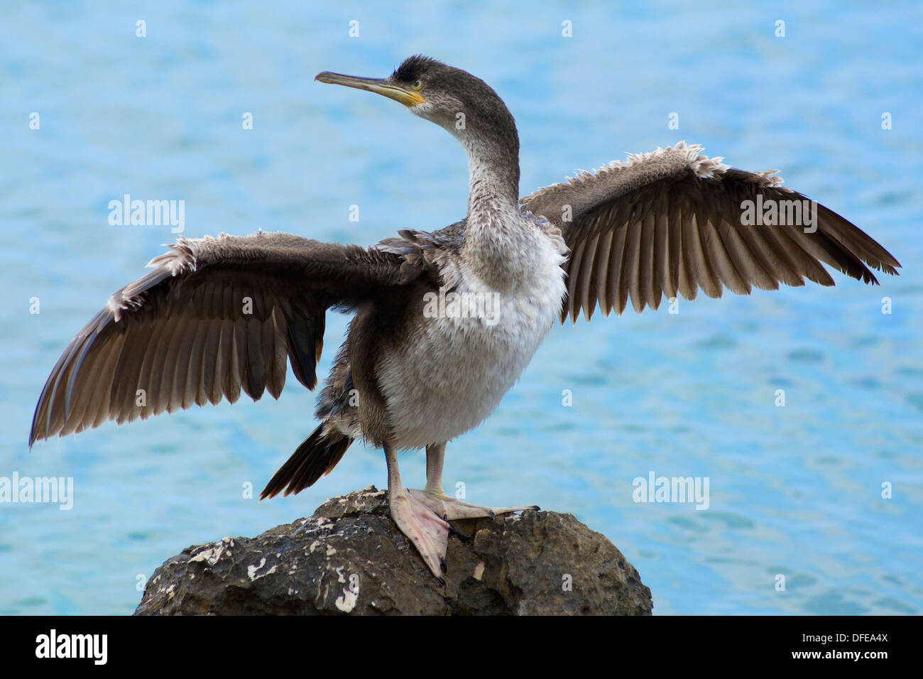 Kormoran sea raven cormorant hi-res stock photography and images - Alamy