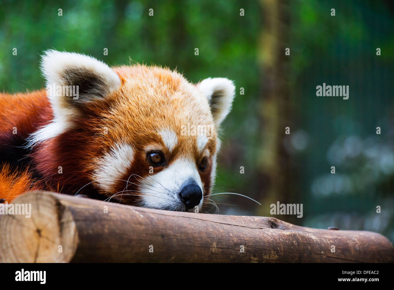 A Portrait of a Red Panda Resting Stock Photo - Alamy