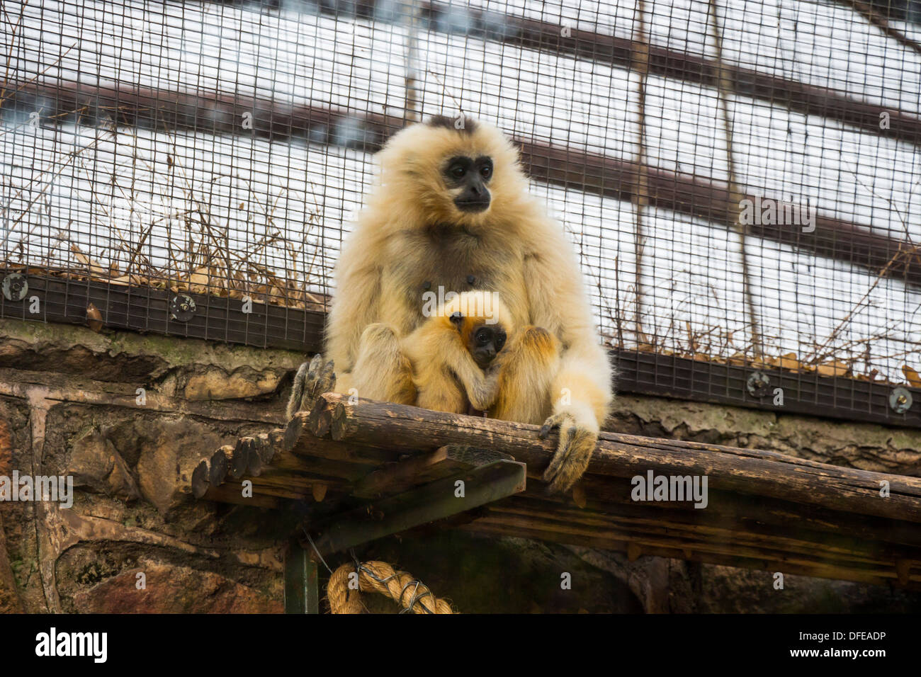A Portrait of a Yellow Cheeked Gibbon and Baby Stock Photo - Alamy
