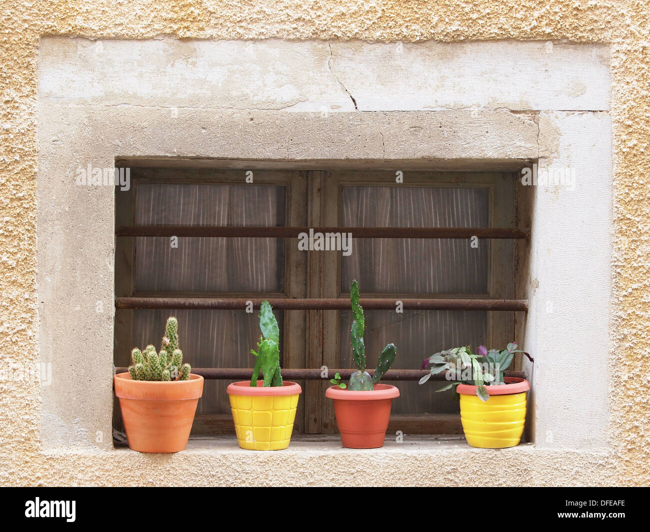 cactus flowers on the window Stock Photo - Alamy