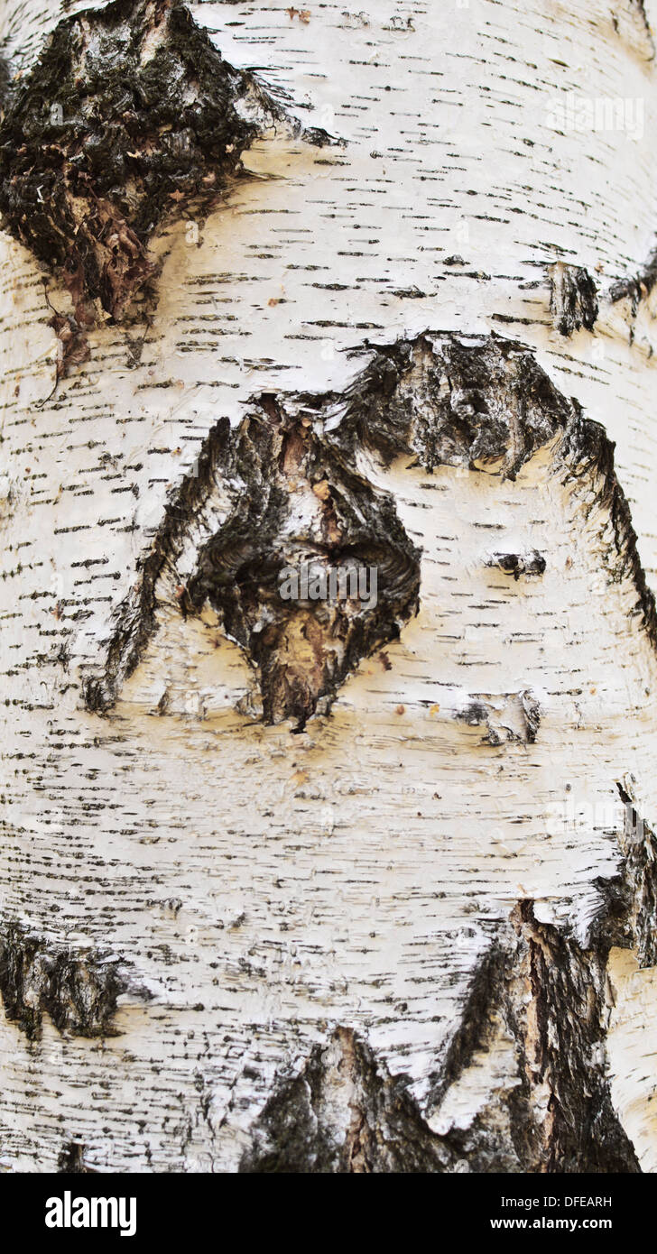 birch bark background Stock Photo - Alamy