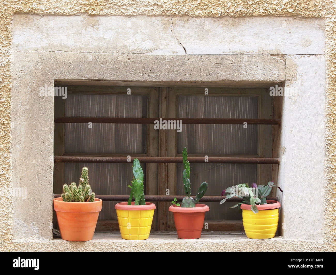 cactus flowers on the window Stock Photo - Alamy