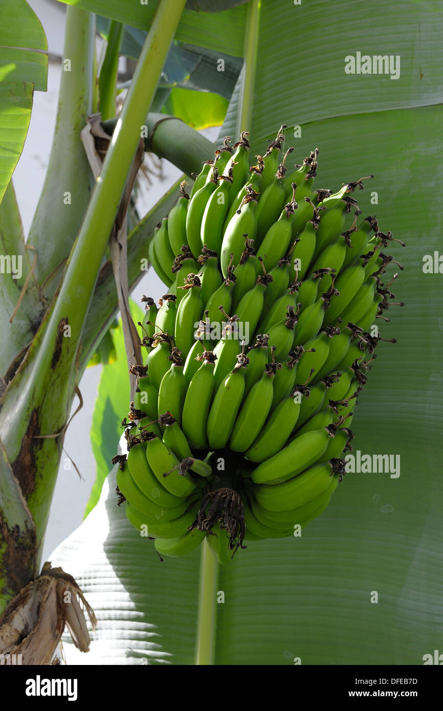 Bunch of bananas in a banana plantation Madeira Portugal Stock Photo ...