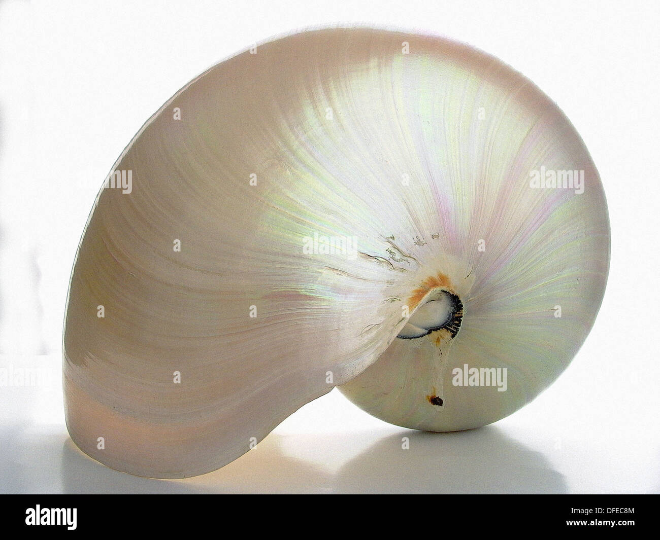 Nautilus shell inside hi-res stock photography and images - Alamy