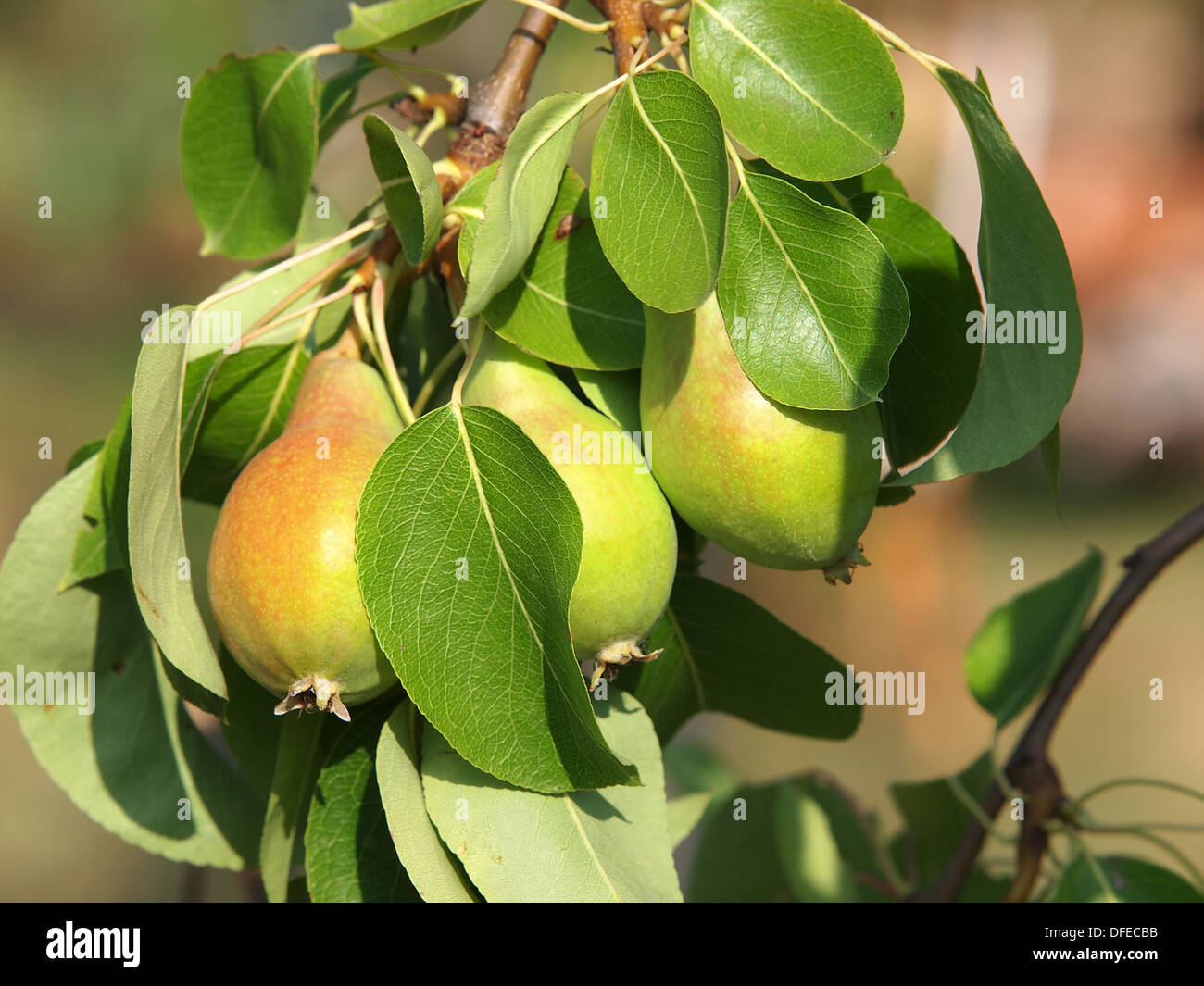 Pears on a tree branch closeup in orchard Stock Photo - Alamy