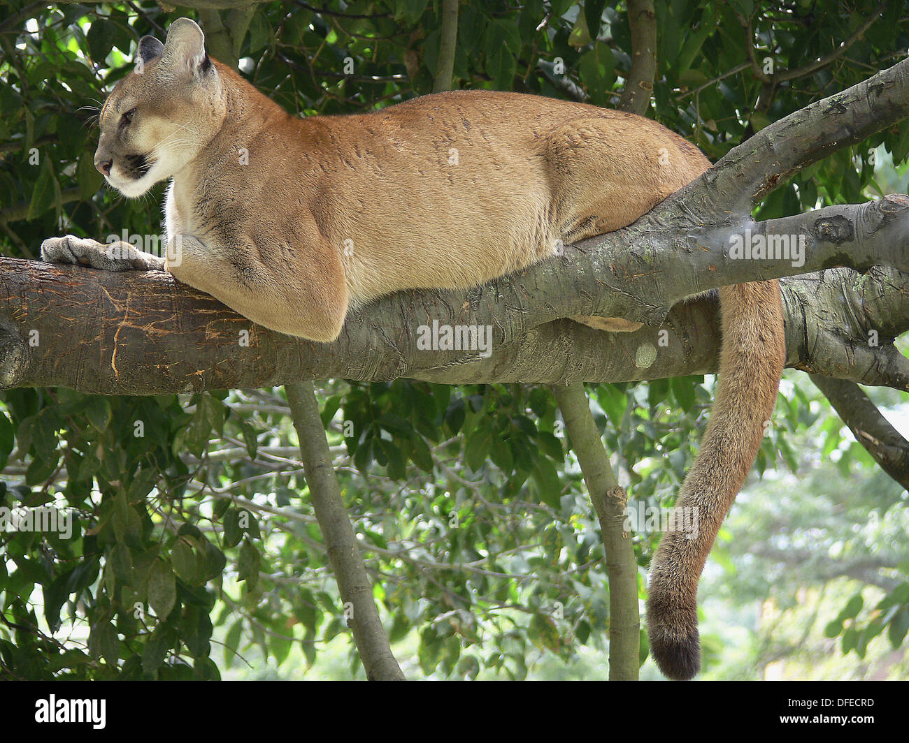 Mountain lion eye color hi-res stock photography and images - Alamy