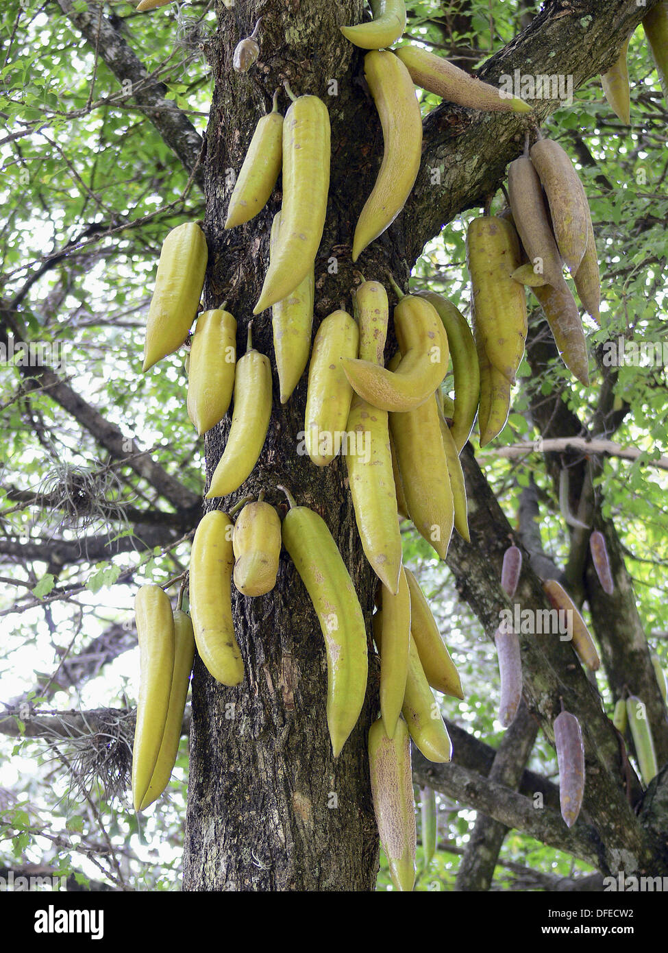 Parmentiera aculeata hi-res stock photography and images - Alamy