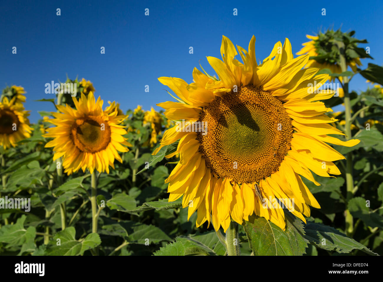 Closeup of sunflowers on a field near Linton, North Dakota, USA Stock ...