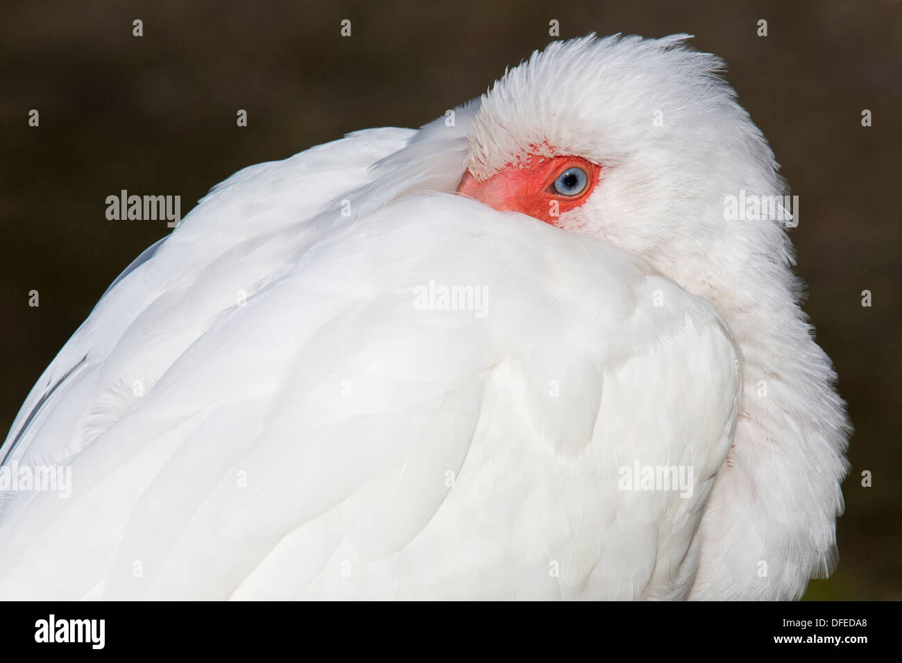 American White Ibis (Eudocimus albus) sleeping - Fort Desoto, Florida ...