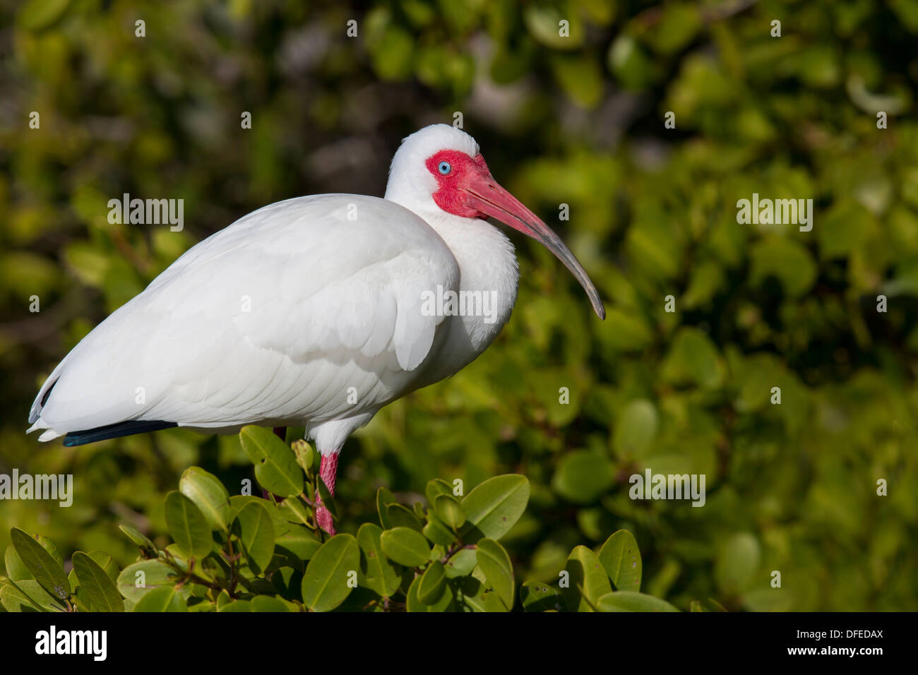 American White Ibis (Eudocimus albus) with breeding colors - Fort ...