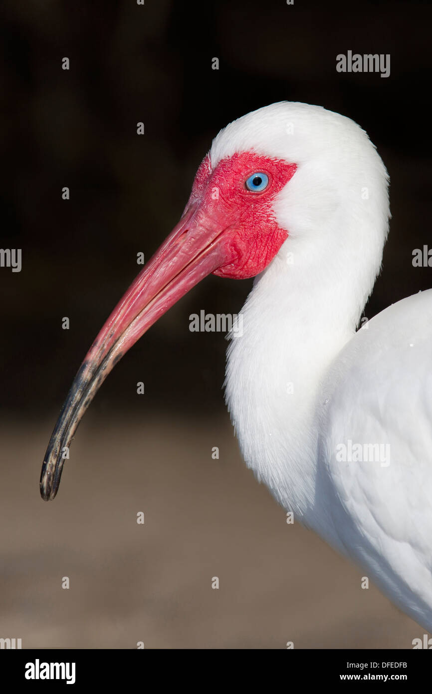 Animal breeding and mating colors hi-res stock photography and images ...