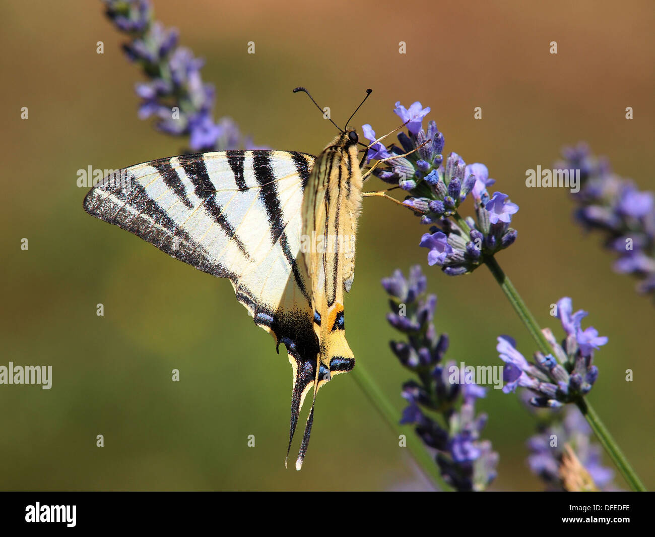 Swallowtail butterfly on lavender hi-res stock photography and images ...