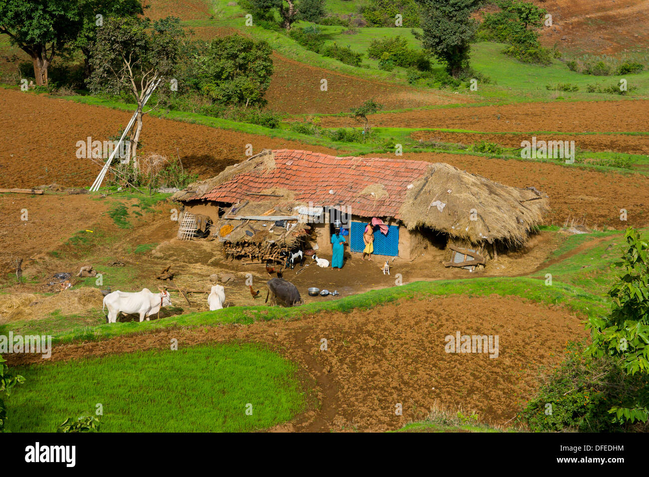 Chicken rural india hi-res stock photography and images - Alamy