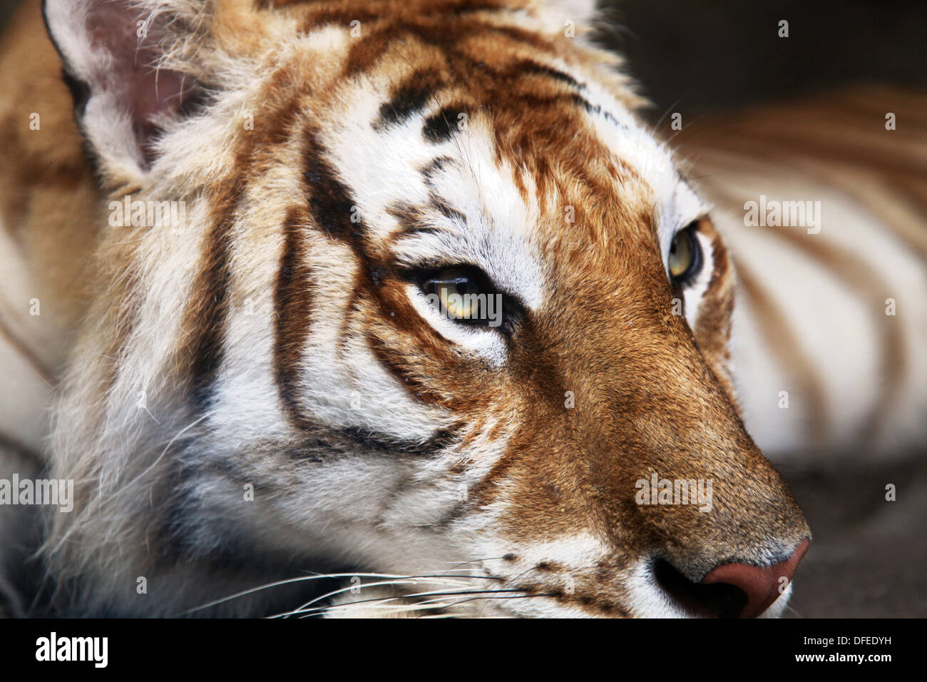 Bengal Tiger (Panthera tigris) portrait Stock Photo - Alamy