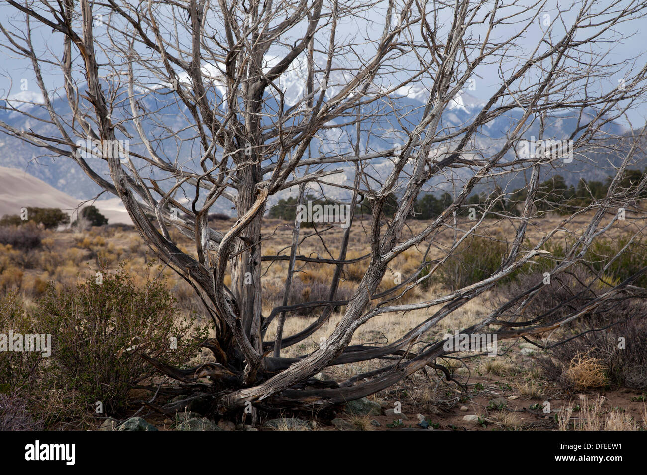 Dead juniper tree hi-res stock photography and images - Alamy
