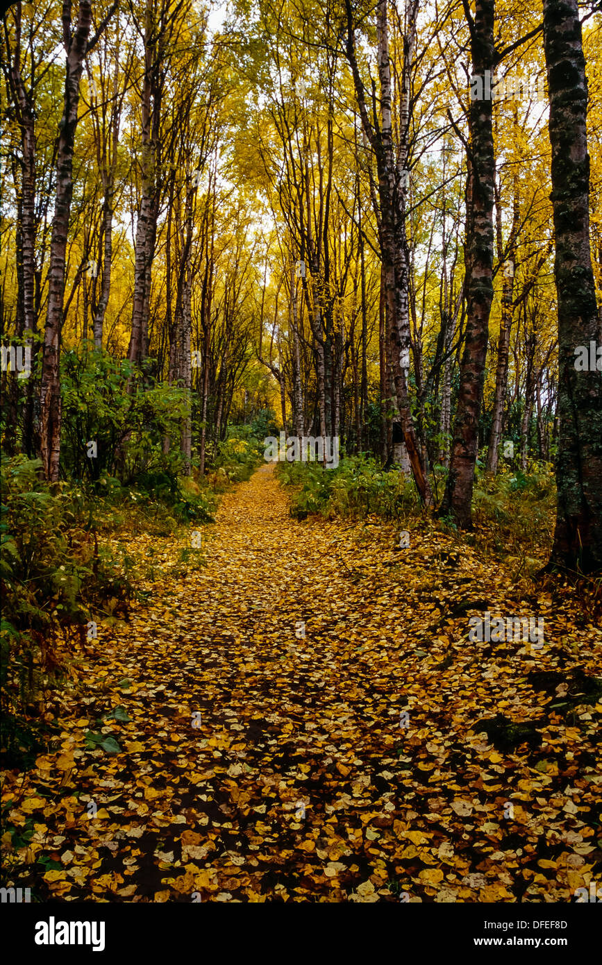 Yellow foliage on path in hi-res stock photography and images - Alamy