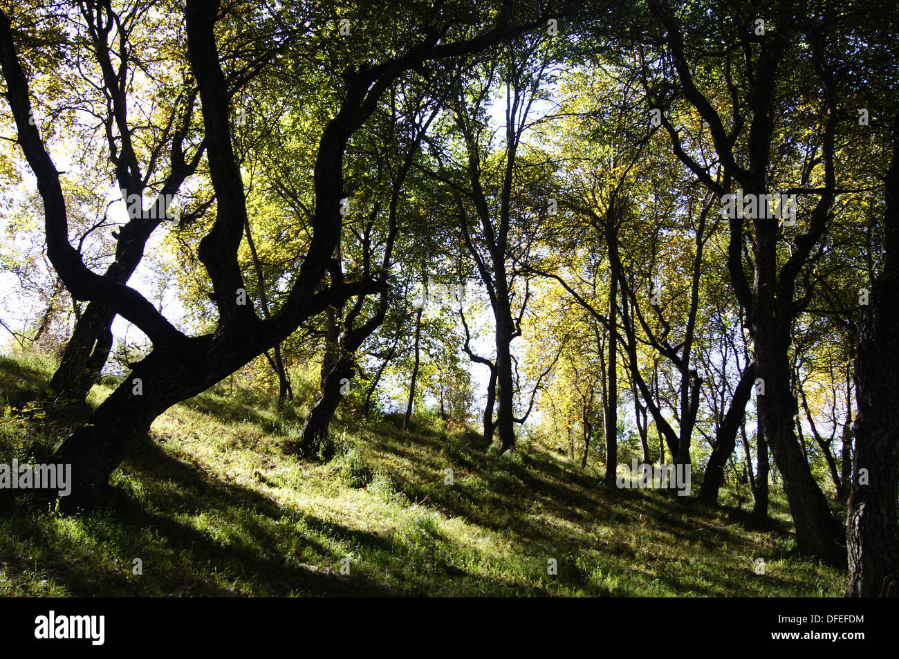 The walnut forest in Arslanbob, Kyrgyzstan Stock Photo: 61170416 - Alamy