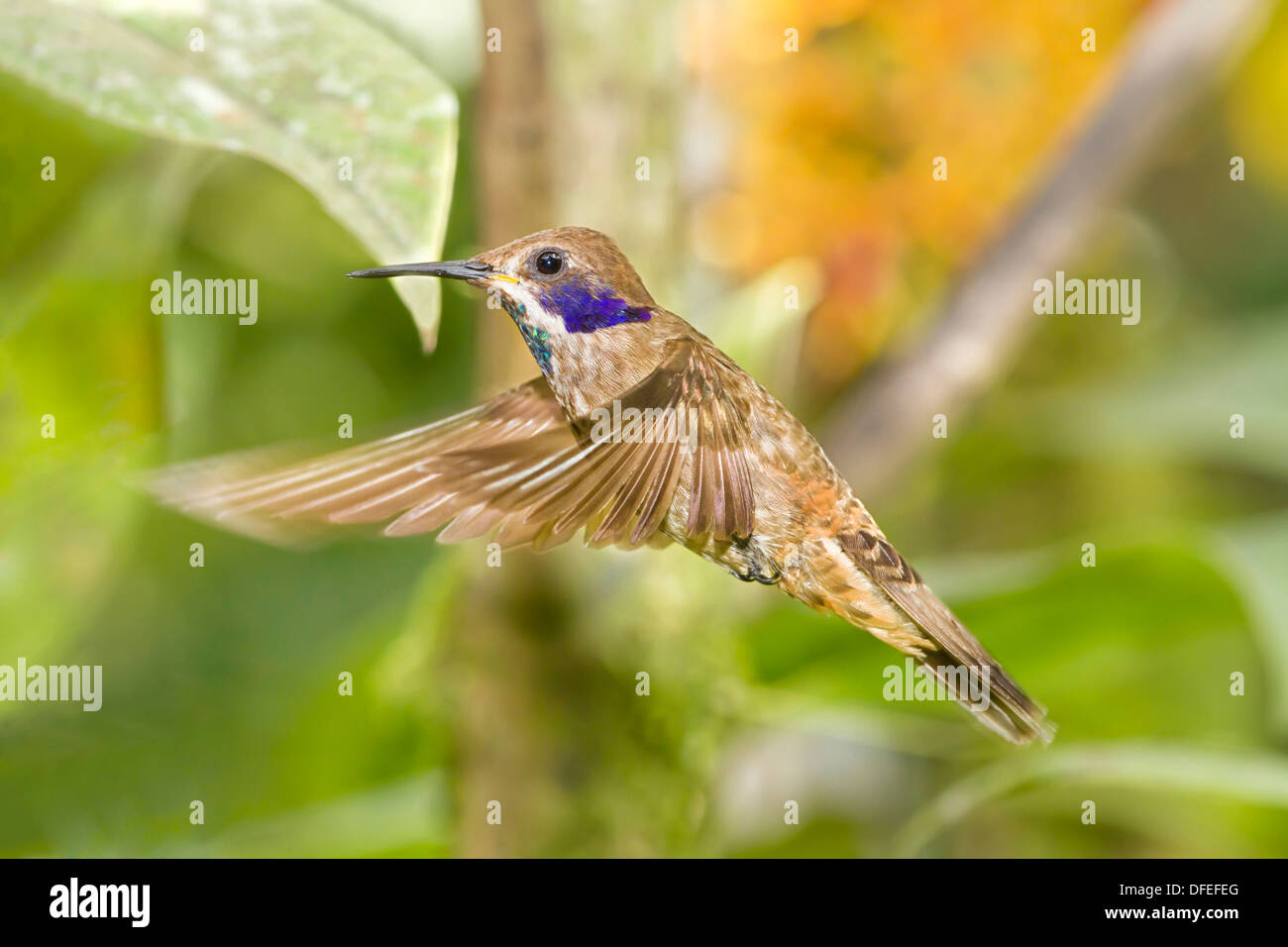 Brown Violetear Hummingbird (Colibri delphinae) in flight - Mindo ...