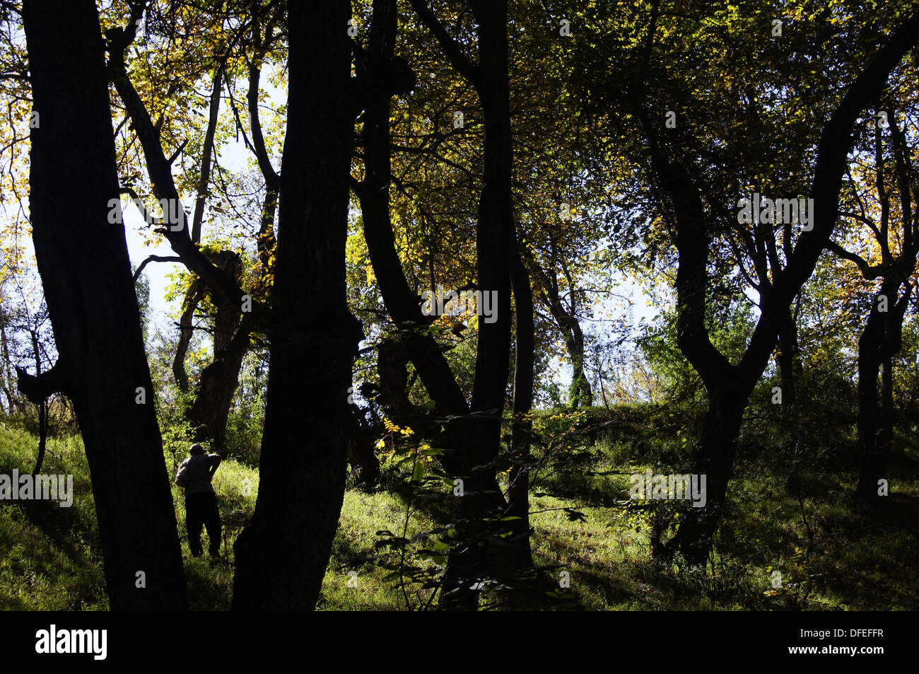 Walnut forest hi-res stock photography and images - Alamy