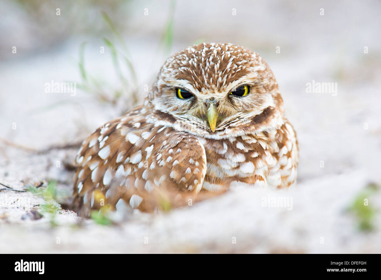 Burrowing owl in hole hi-res stock photography and images - Alamy