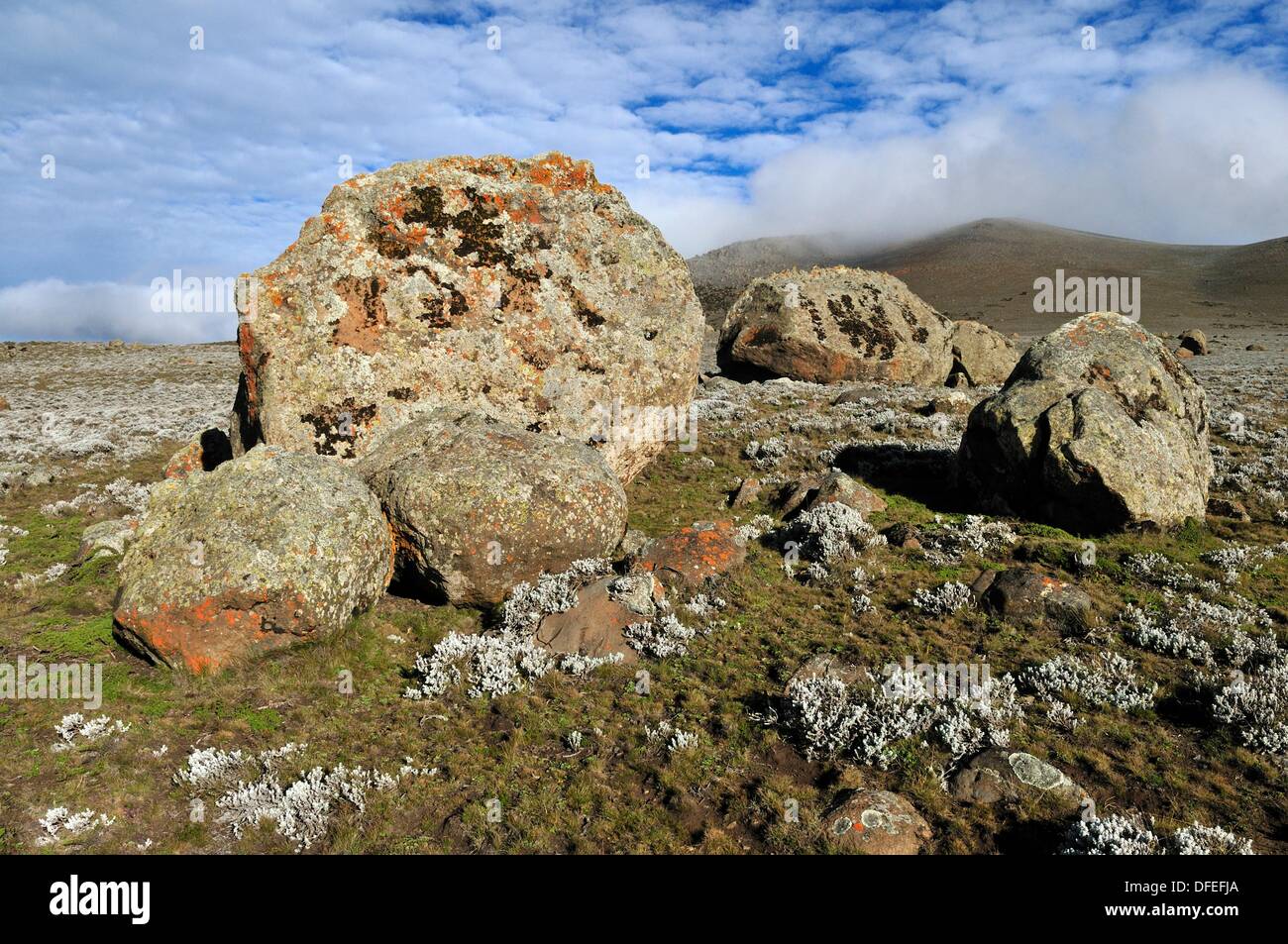 Afromontane Stock Photos & Afromontane Stock Images - Alamy