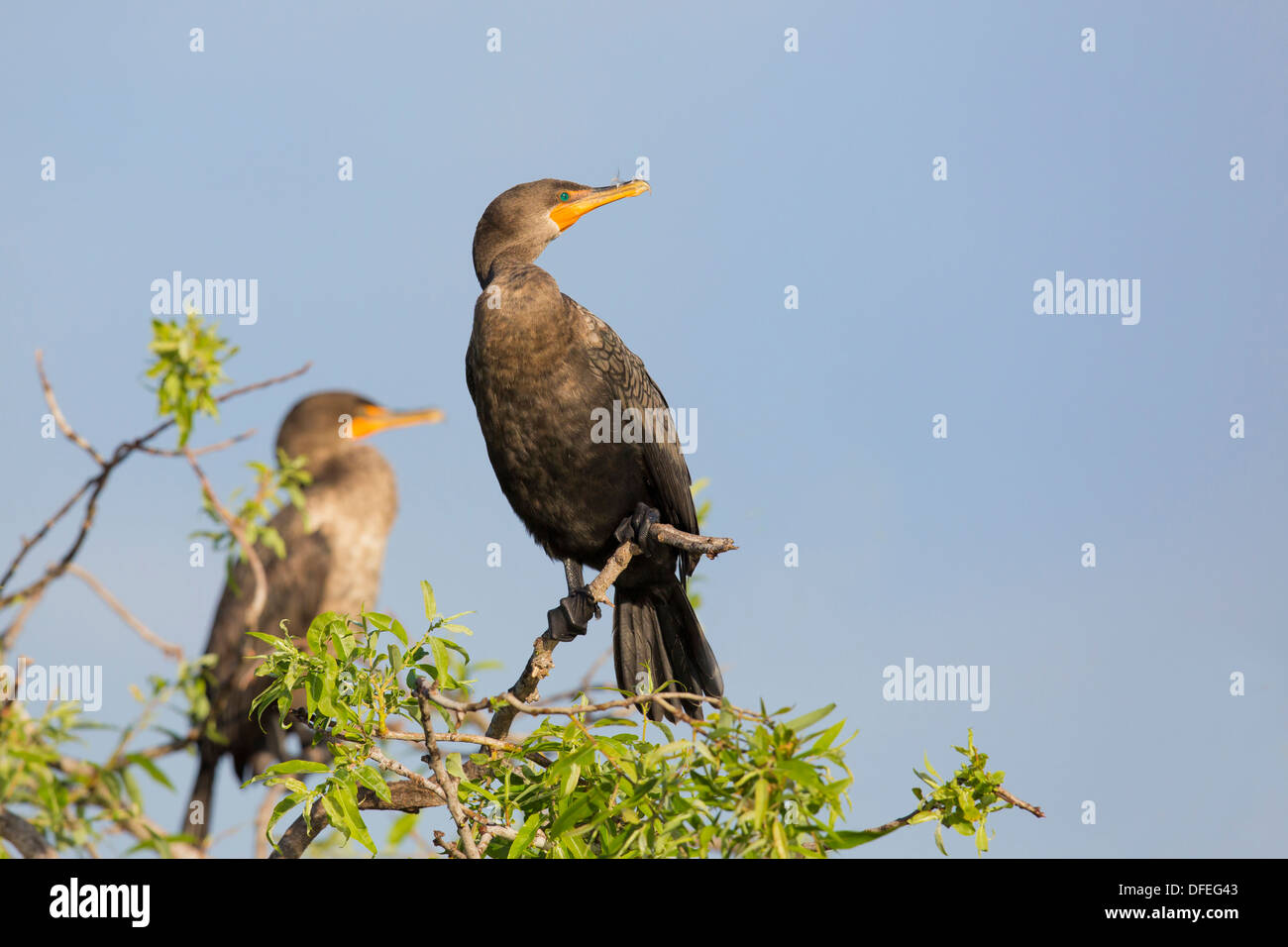 Double crested Cormorant (Phalacrocorax auritus) perched on a mangrove ...