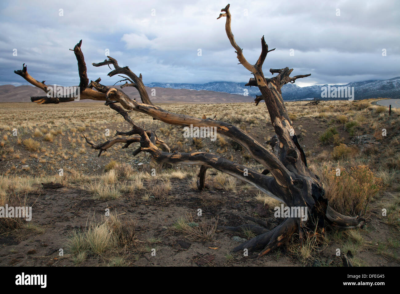 Sand dunes and a dead tree hi-res stock photography and images - Alamy