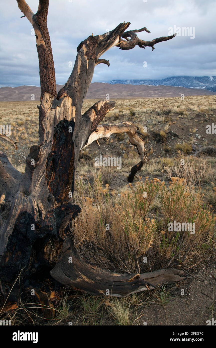 A dead tree in the grassland area near the entrance inside of Great ...