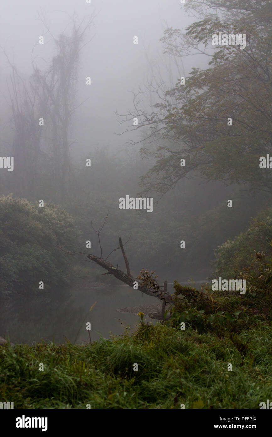 Foggy forest scene Stock Photo - Alamy