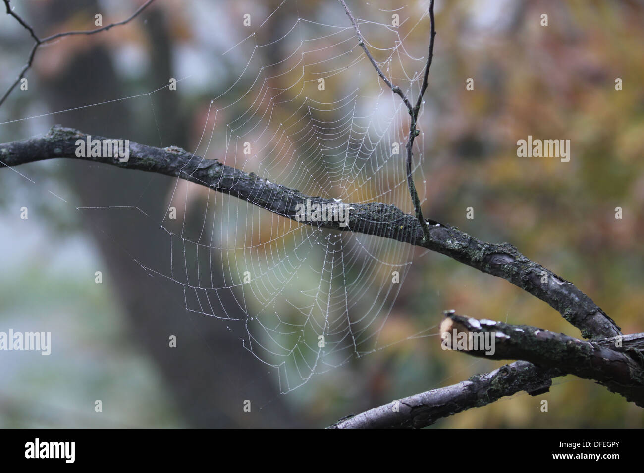 Spider lifecycle hi-res stock photography and images - Alamy