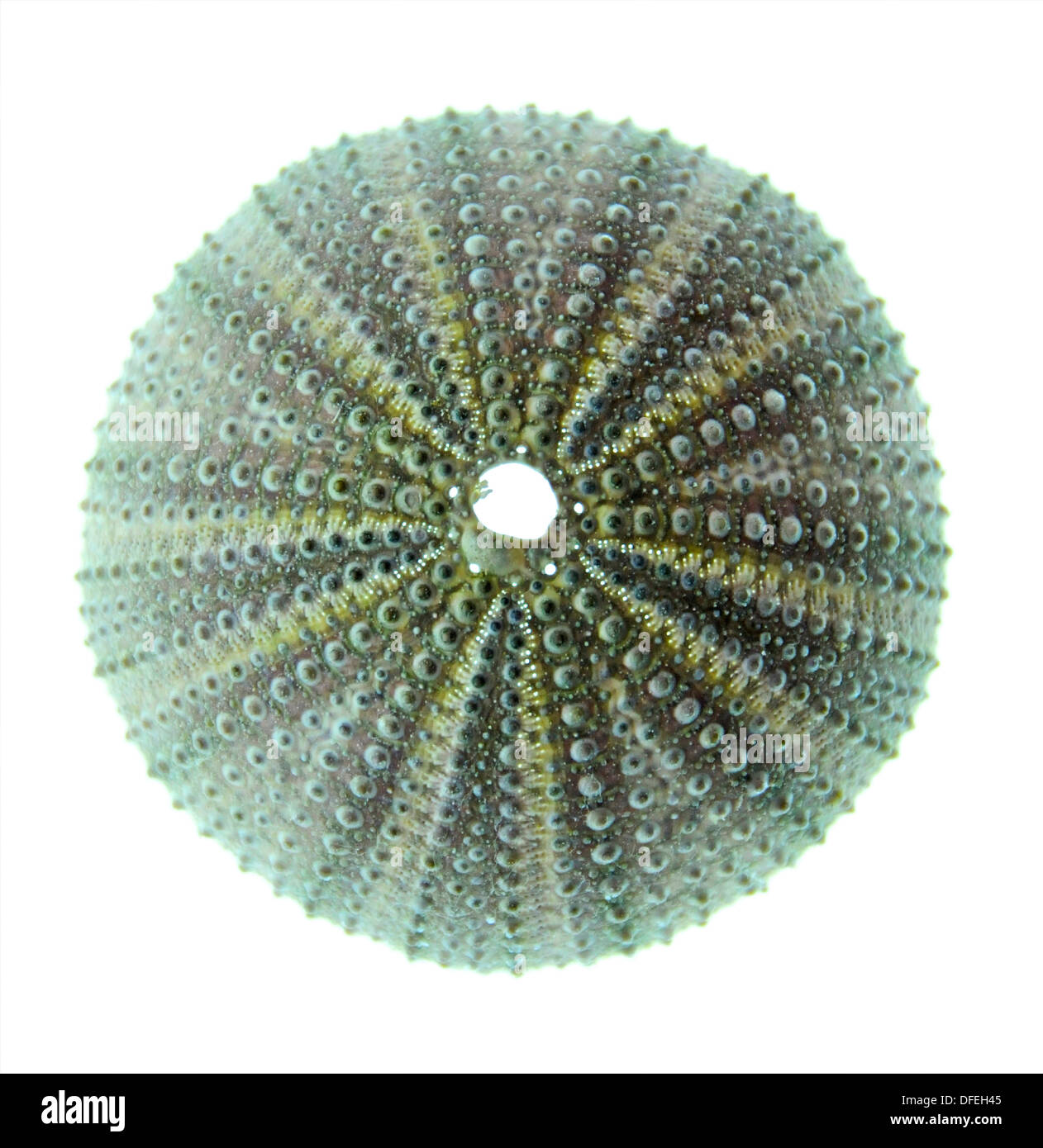 Sea Urchin shells Stock Photo - Alamy