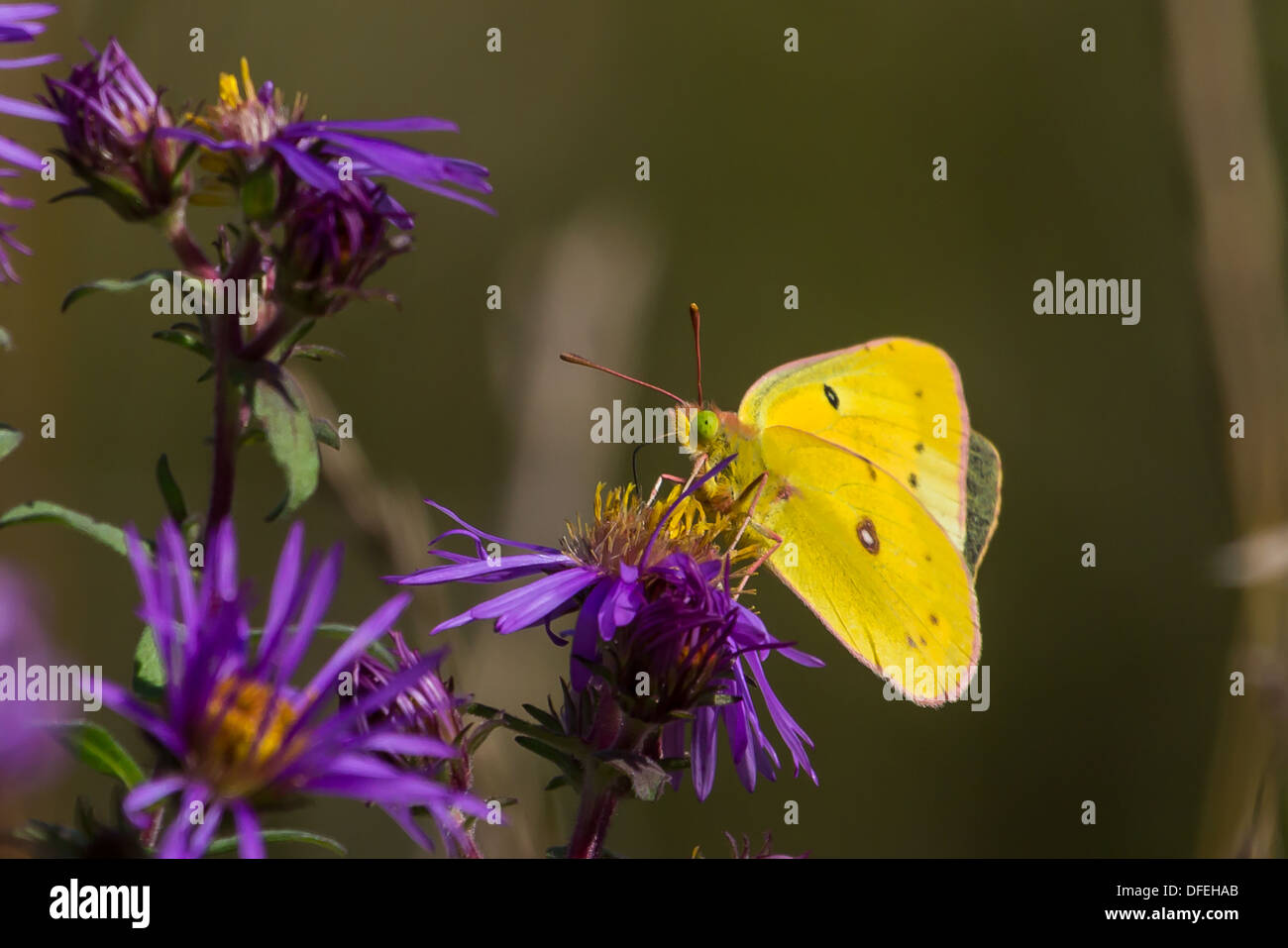 Clouded sulphur butterfly hi-res stock photography and images - Alamy