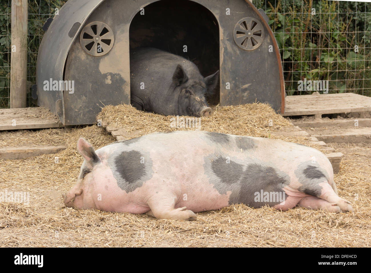 Gloucestershire Old Spot sow pig, an old English breed,in the pig pen ...