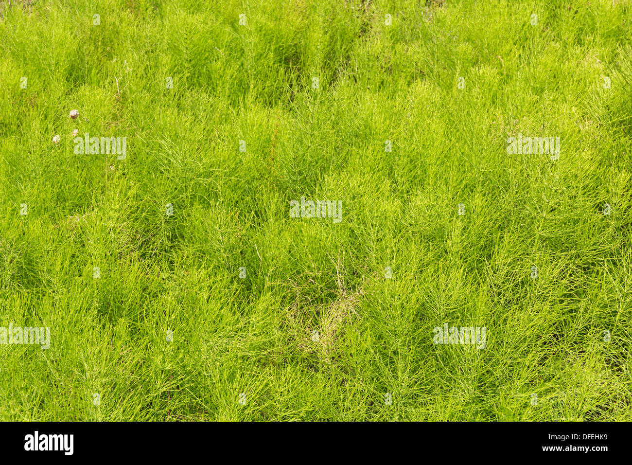 Well established growth of the persistent weed plant Equisetum of the ...